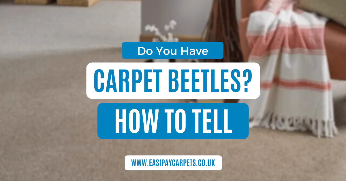 Do You Have Carpet Beetles? How To Tell And Treat! - Easipay Carpets