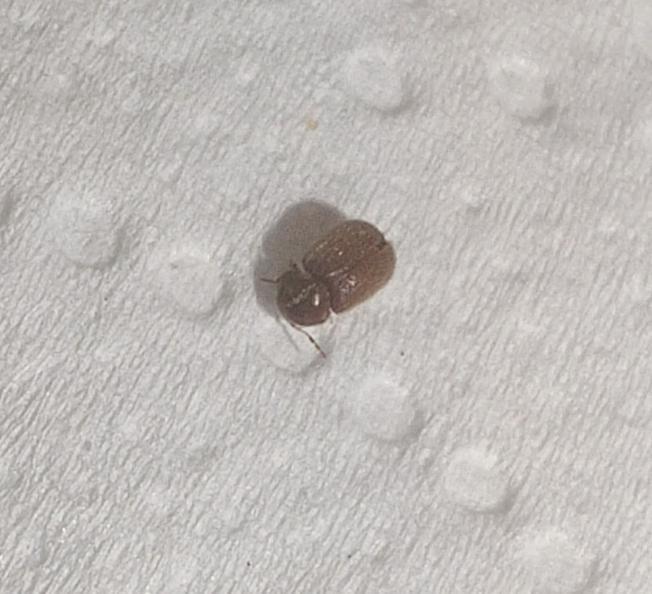 Do You Have Carpet Beetles? How To Tell And Treat! - Easipay Carpets