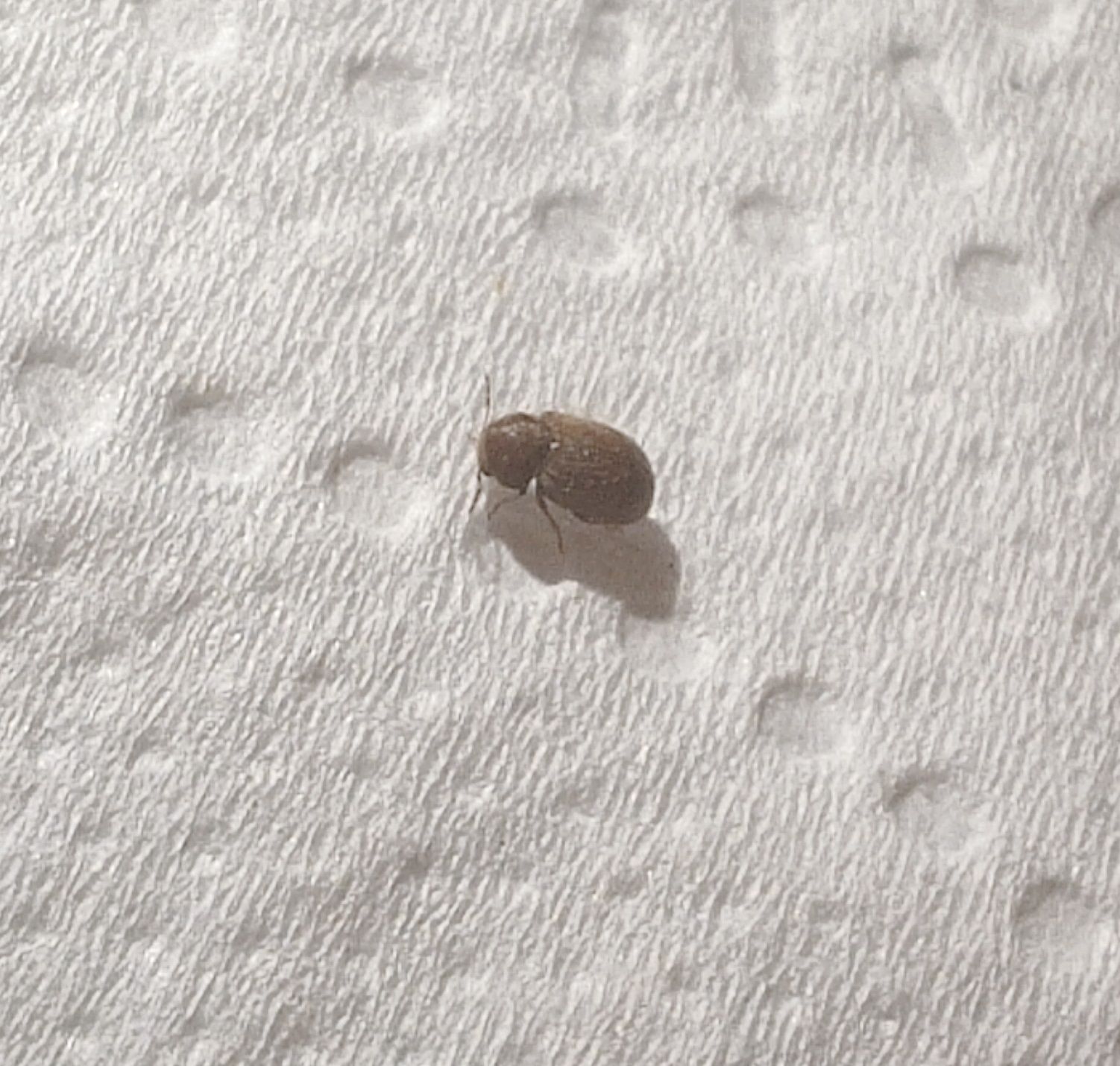 Do You Have Carpet Beetles? How To Tell And Treat! - Easipay Carpets