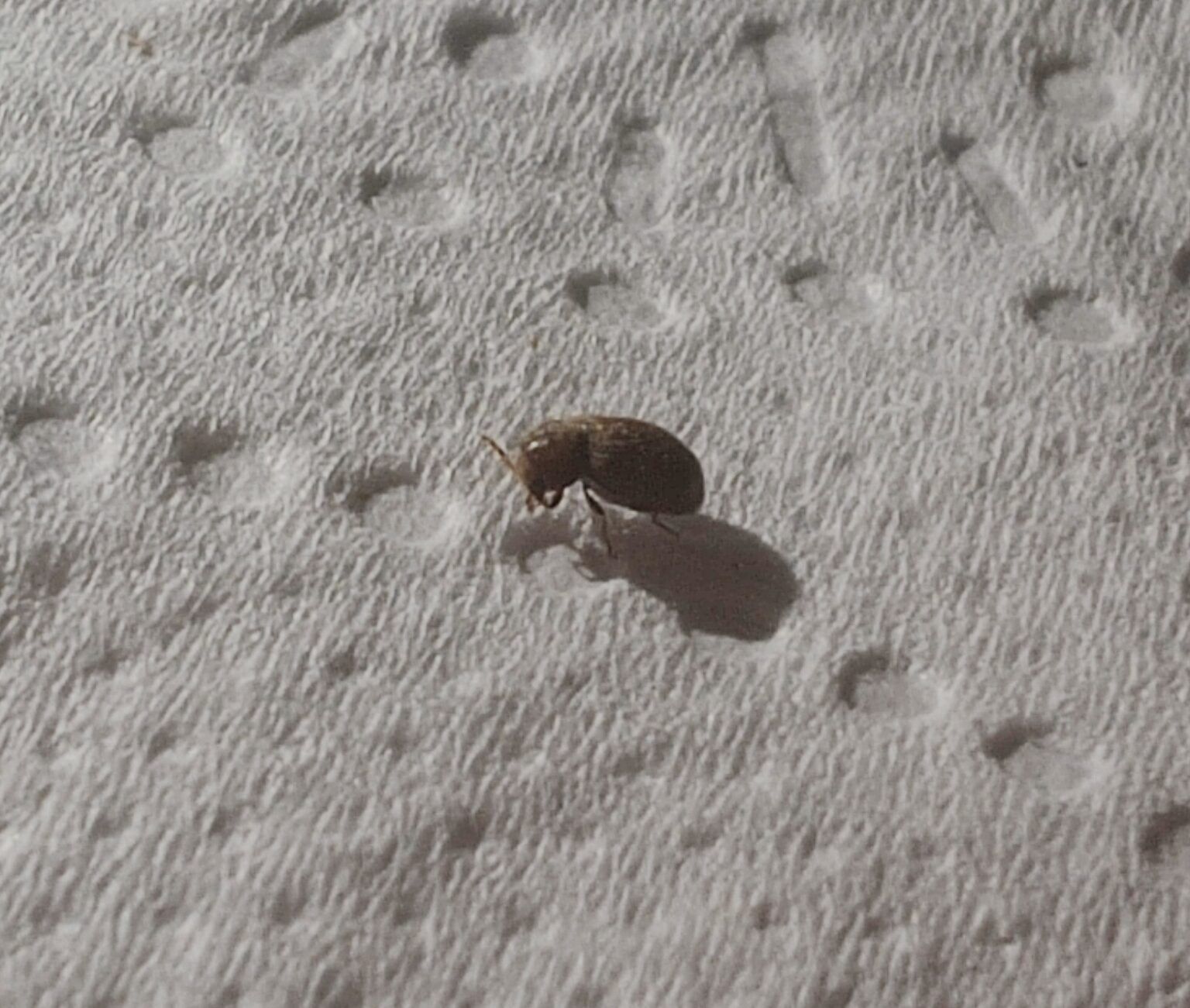 Do You Have Carpet Beetles? How To Tell And Treat! - Easipay Carpets