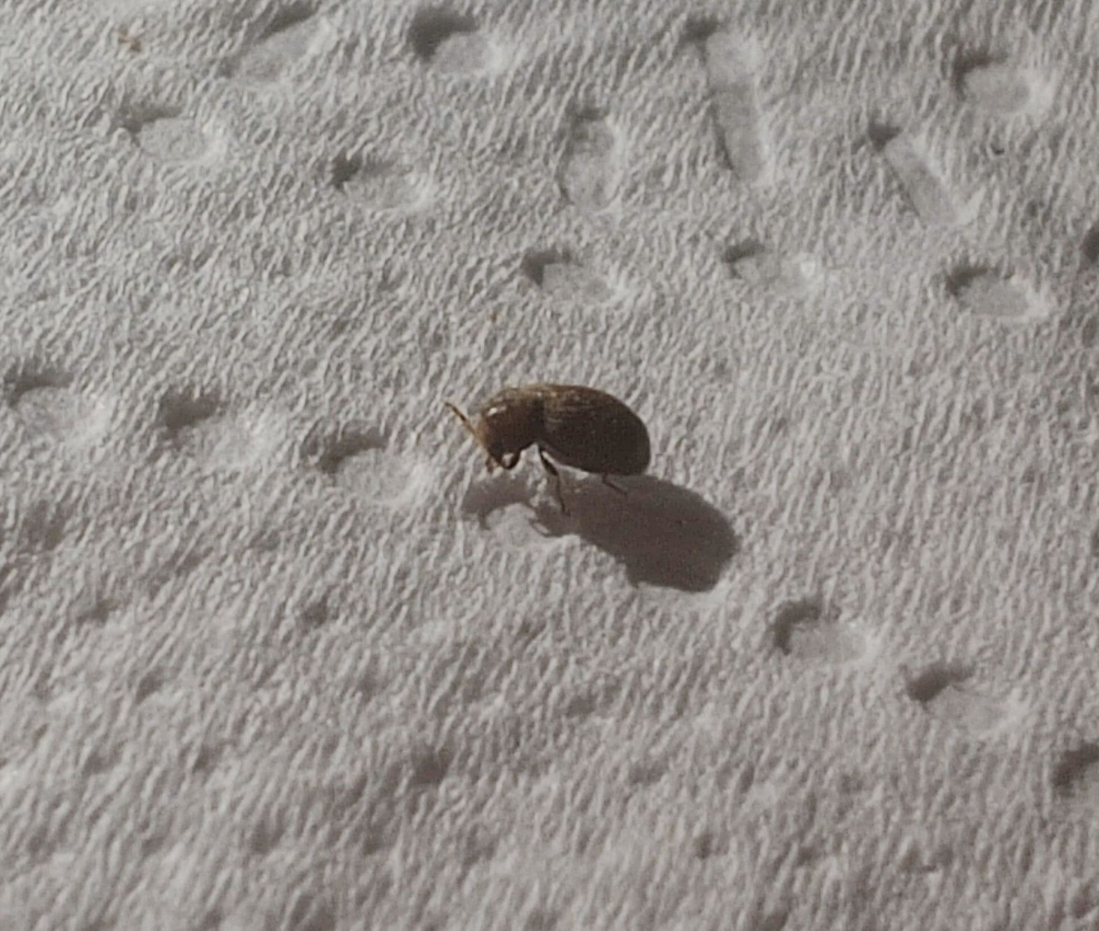 Do You Have Carpet Beetles? How To Tell And Treat! - Easipay Carpets